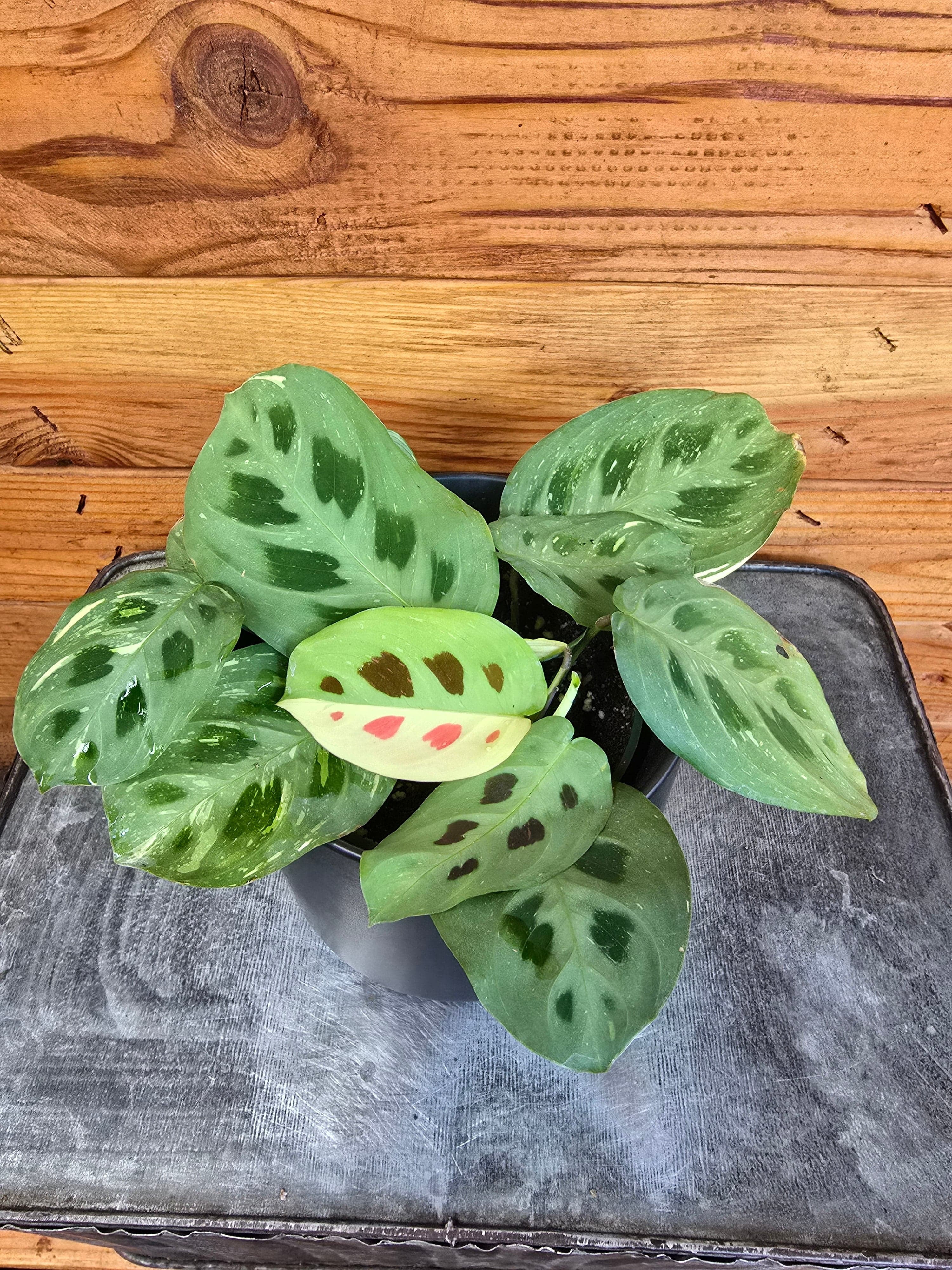 Maranta Leuconeura Beauty Kim, 4" Plant, The Plant Farm - Walmart.com