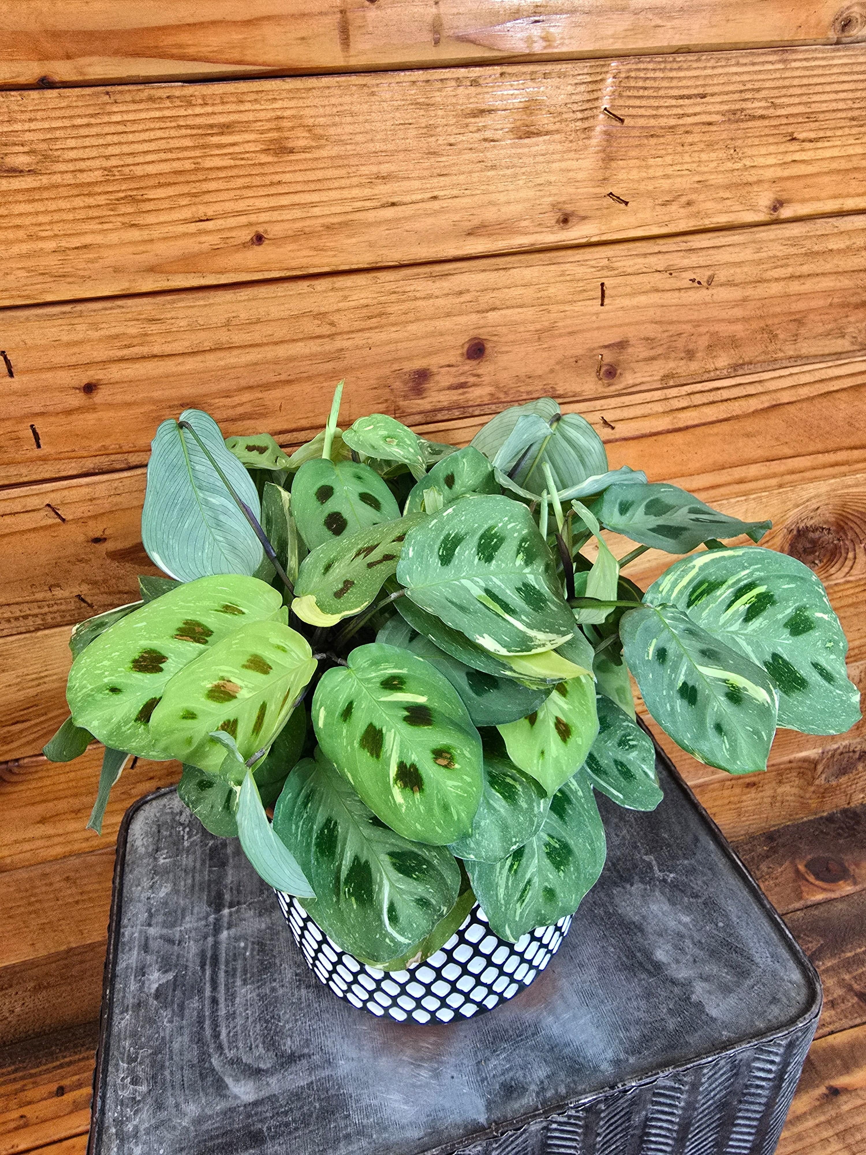 Maranta Leuconeura Beauty Kim, 6" Plant, The Plant Farm - Walmart.com