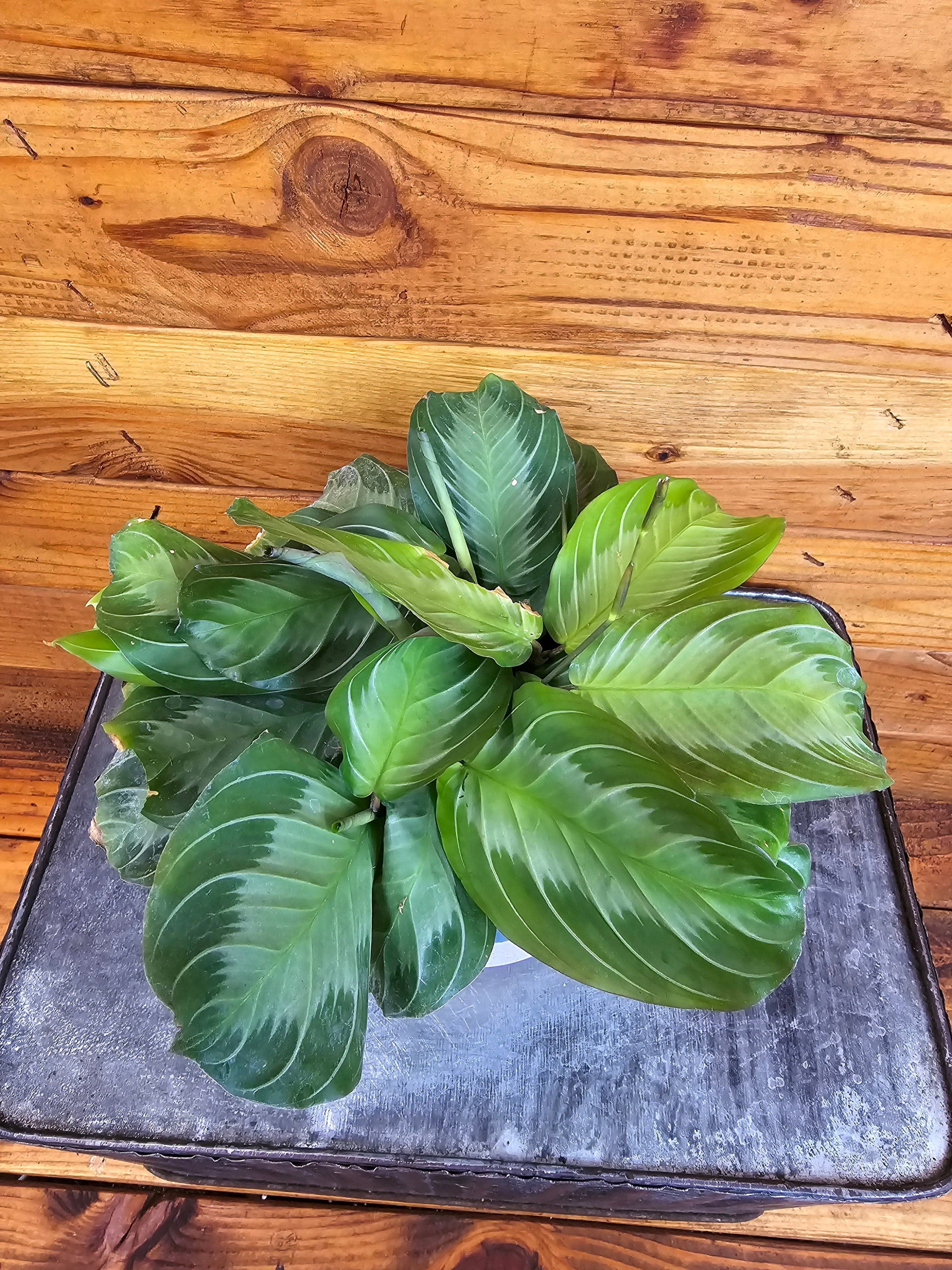 Maranta Leuconeura Silver Band, 4" Plant, The Plant Farm - Walmart.com