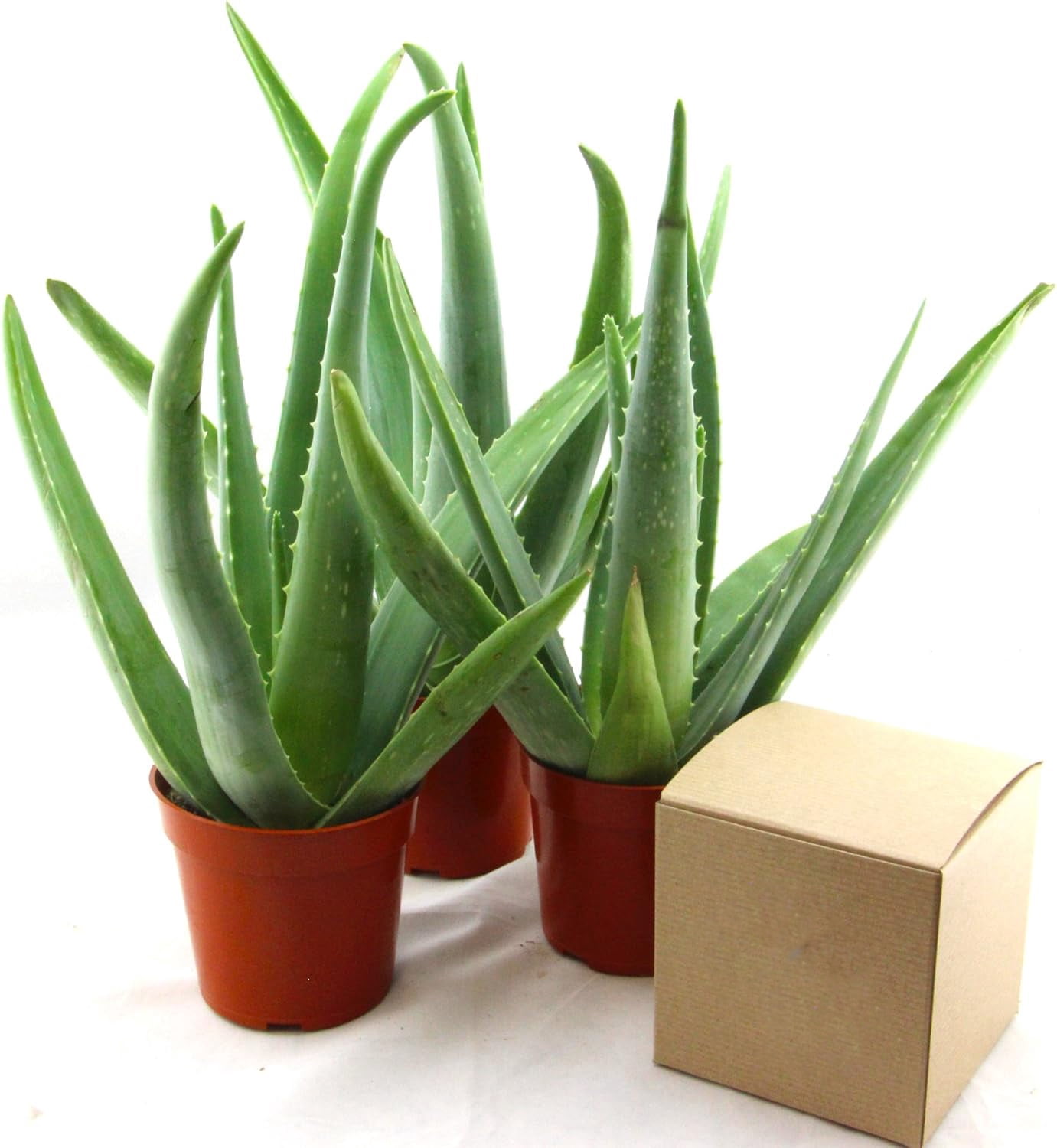 Maranta Red, Hanging Live Indoor Plant, Prayer Plant, Easy Care Hanging ...