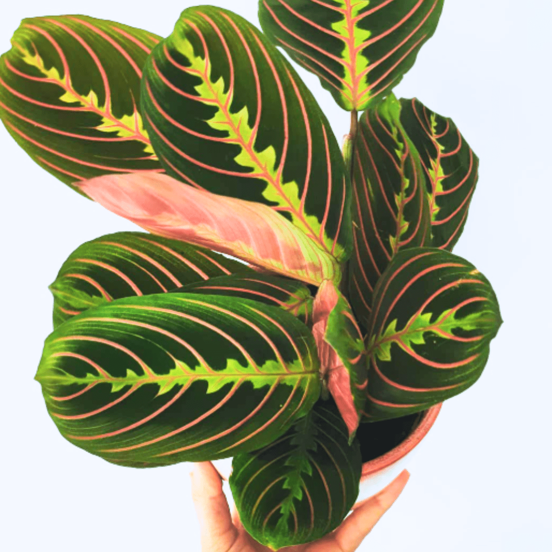 Maranta Red, Prayer Plant, Hanging Live Indoor Plant, Live House Plant ...