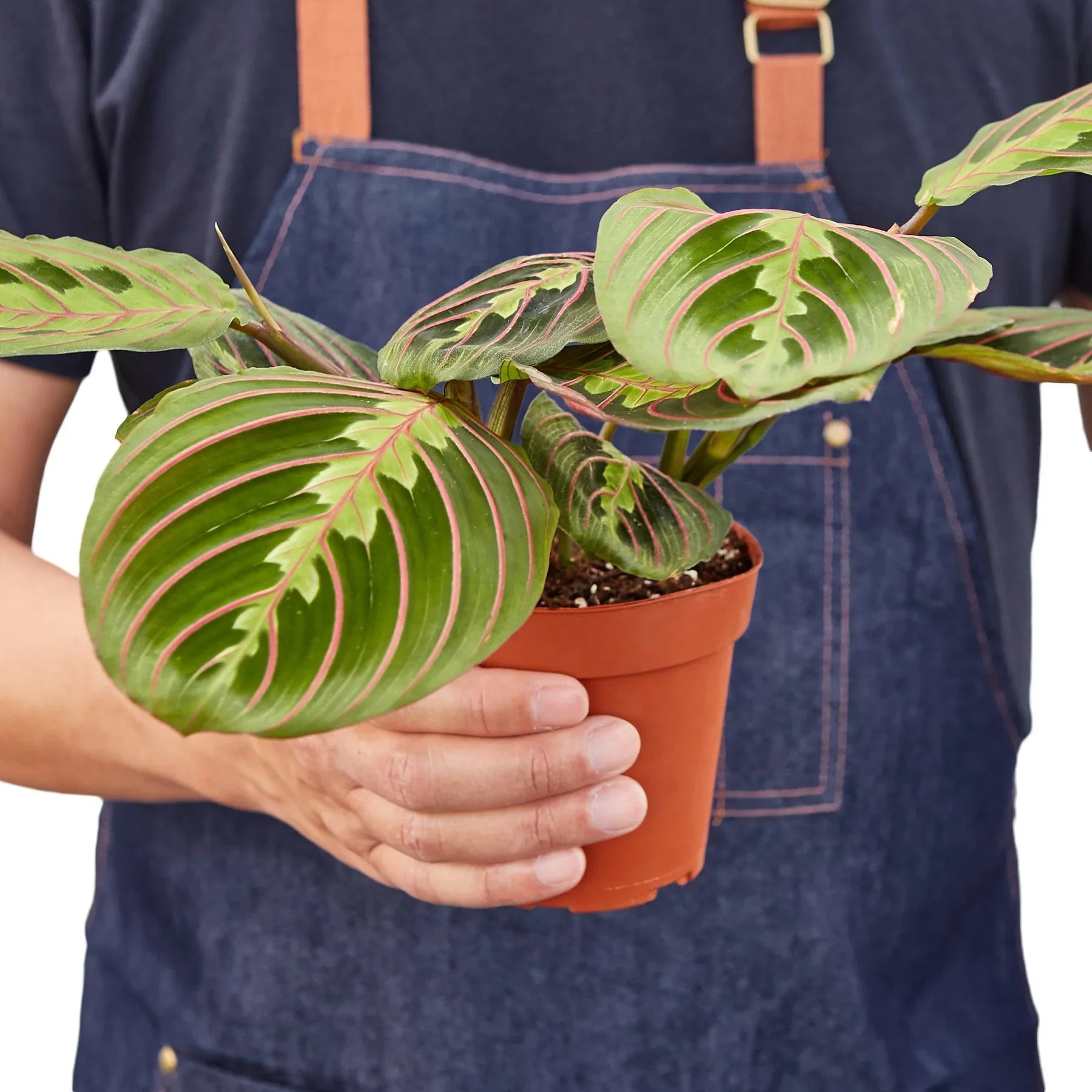 Maranta Red Prayer - Walmart.com
