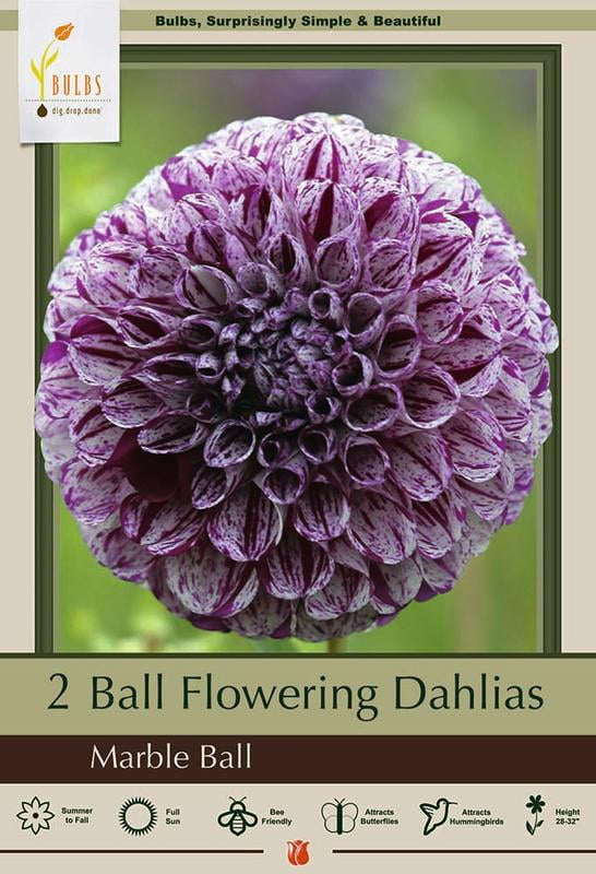 Marble Ball Pom Pom Dahlia - 2 Root Clumps - Pristine White/Purple ...