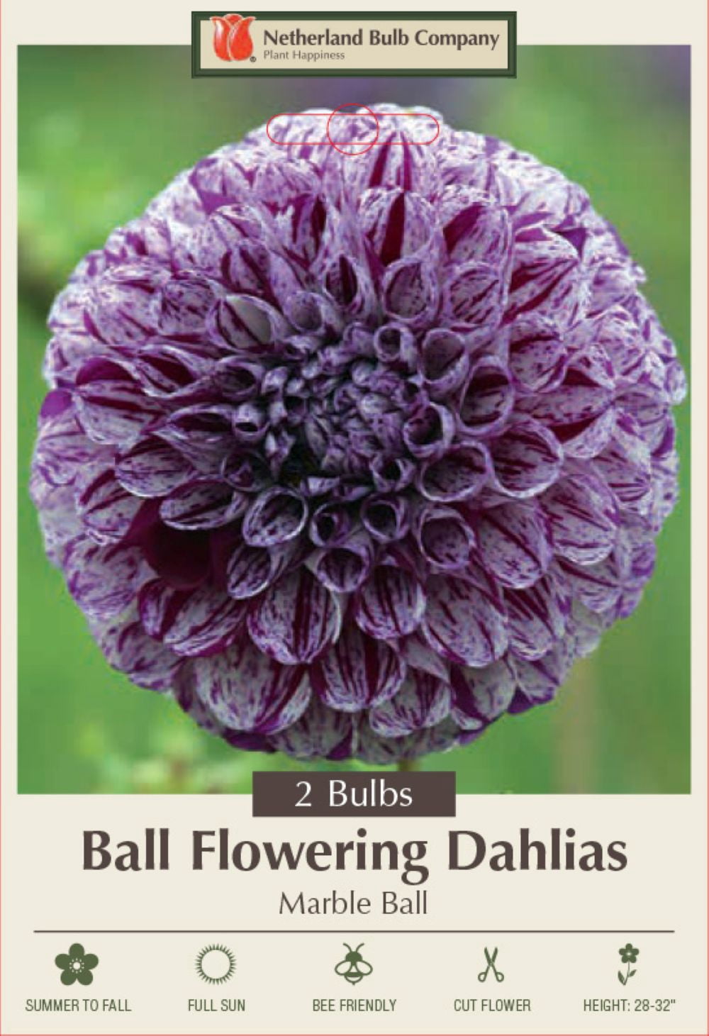 Marble Ball Pom Pom Dahlia - Pristine White/Purple - 2 Root Clumps ...