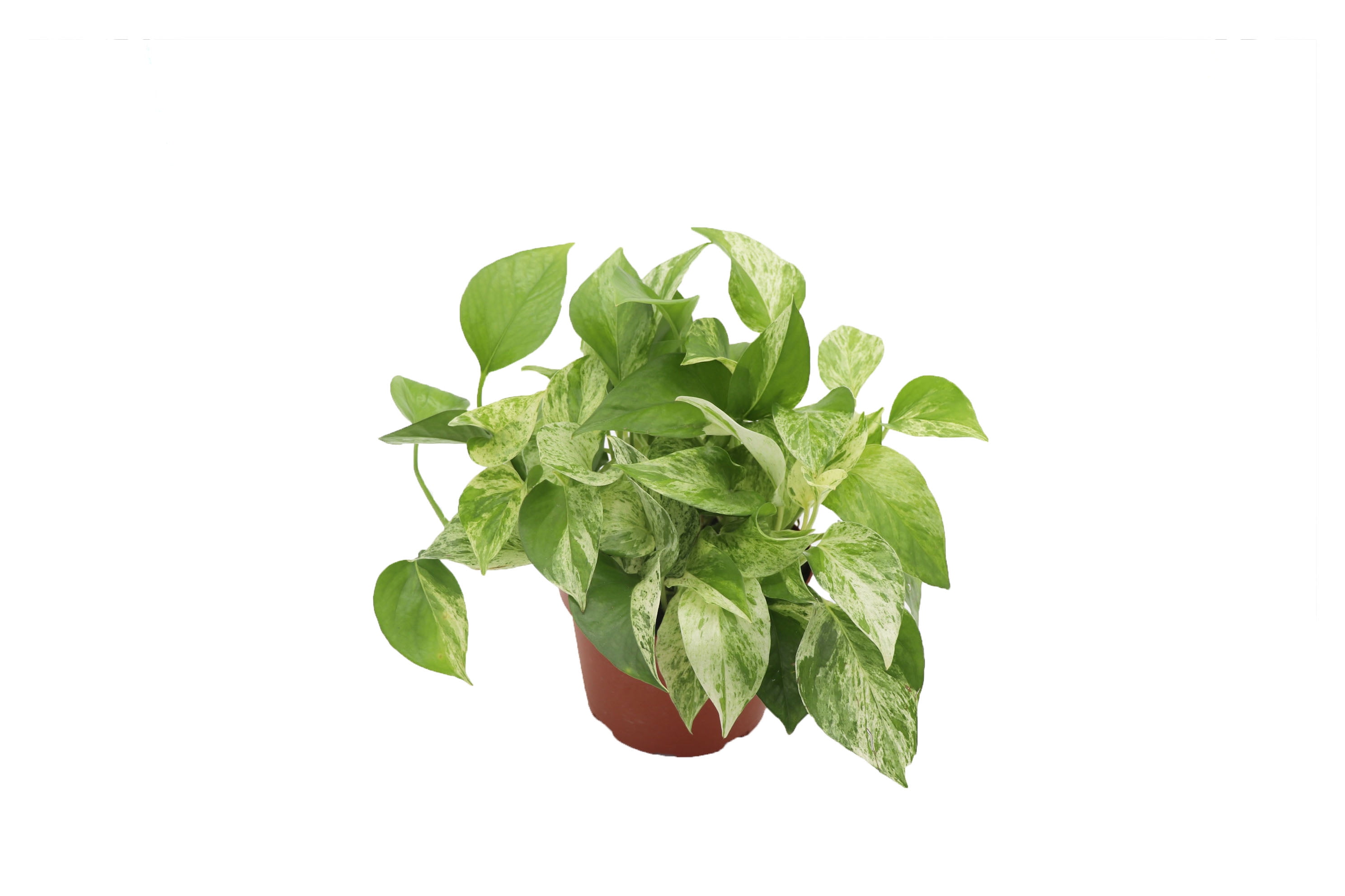 Marble Queen Devil's Ivy - 6'' from California Tropicals - Walmart.com