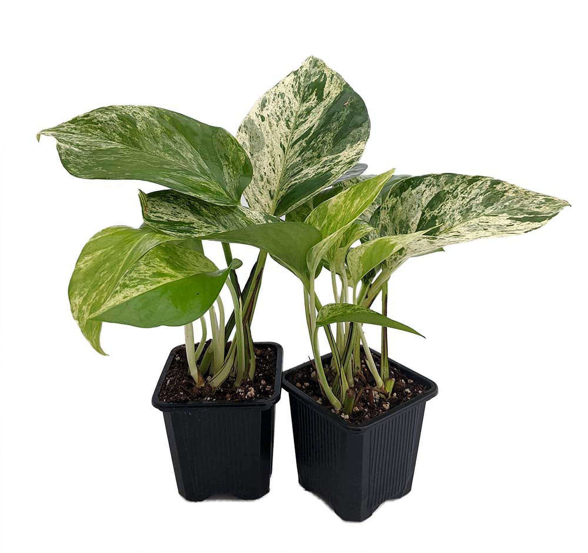 Hirt's Gardens Marble Queen Devil's Ivy, Indoor Live Plants, Heart ...