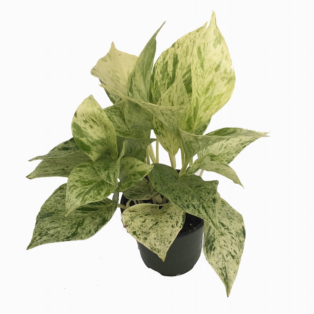 Hirt's Gardens, Marble Queen Devil's Ivy, 4" Pot, Pothos Indoor Plant ...