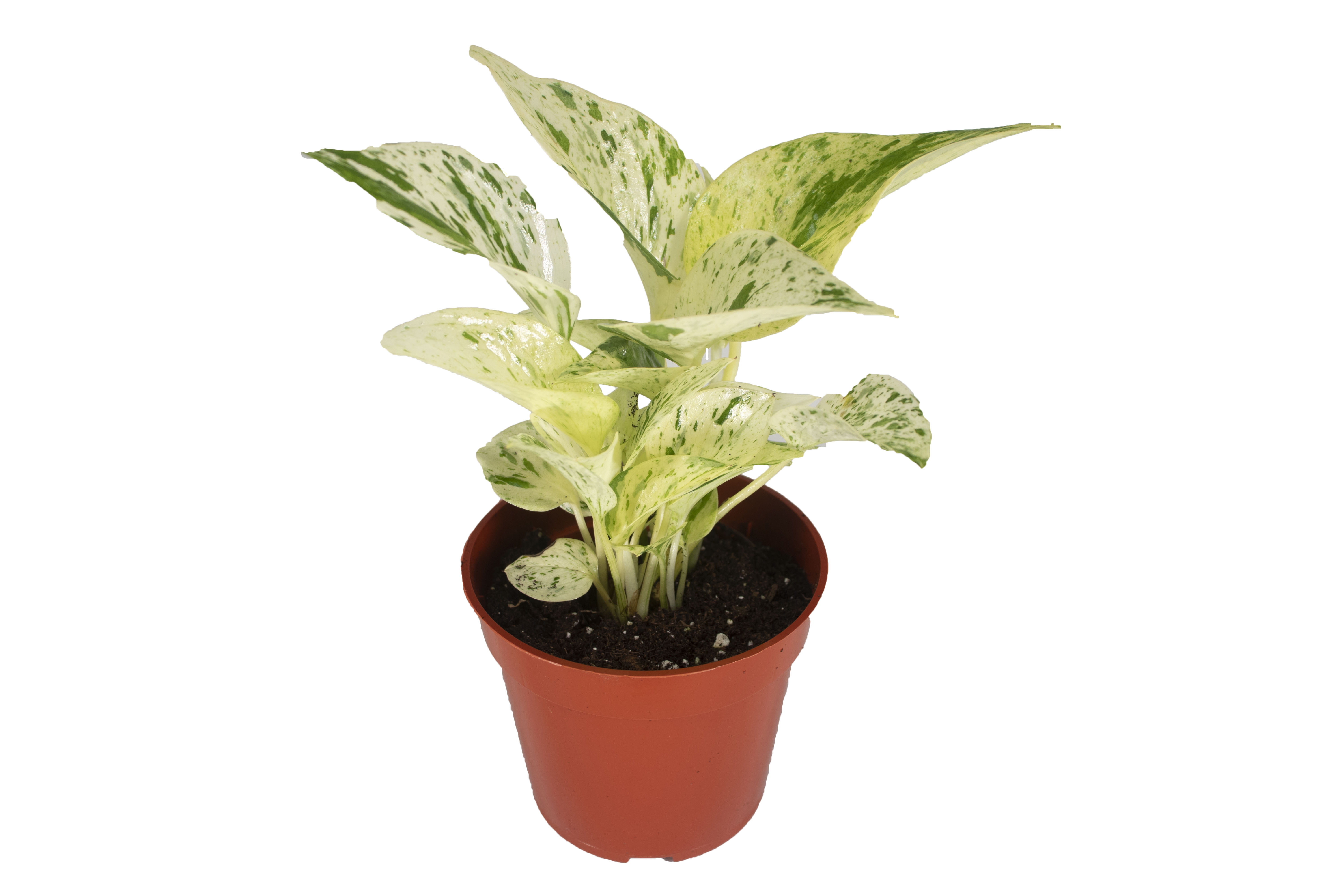 Marble Queen Pothos - 4" from California Tropicals - Walmart.com