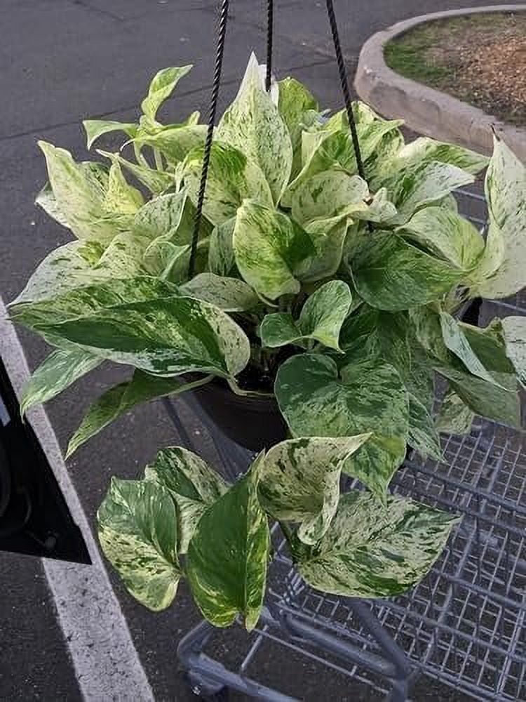 Marble Queen Pothos - Live Plant in a 6 Inch Pot - Epipremmum Aureum ...