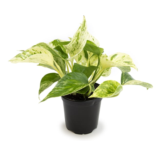 Marble Queen Pothos Plant & Black Grow Pot | Easy Houseplant | Filtered ...