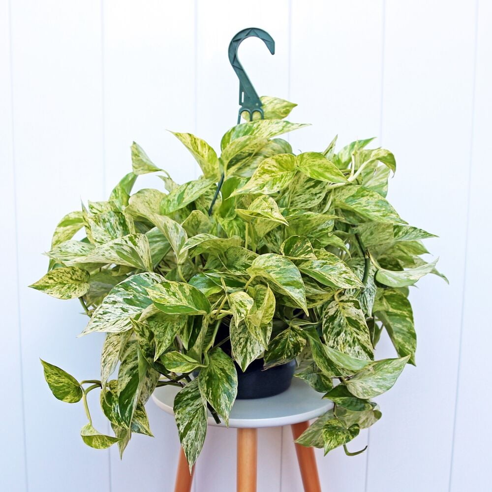 Marble Queen Pothos Plant, Variegated Pothos, LIVE houseplant in 8 ...