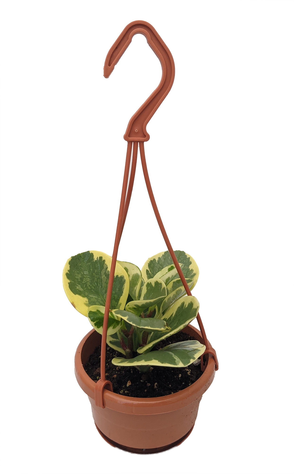 Marble Rubber Tree - Peperomia obtusifolia - 4" Hanging Basket ...