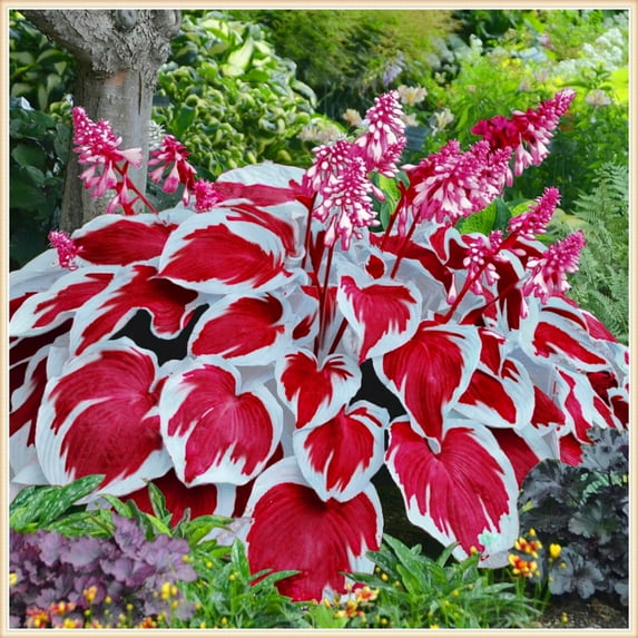 Marco Hosta Bulbs Hosta Collection Bulbs Ornamental Hard-Simple ...