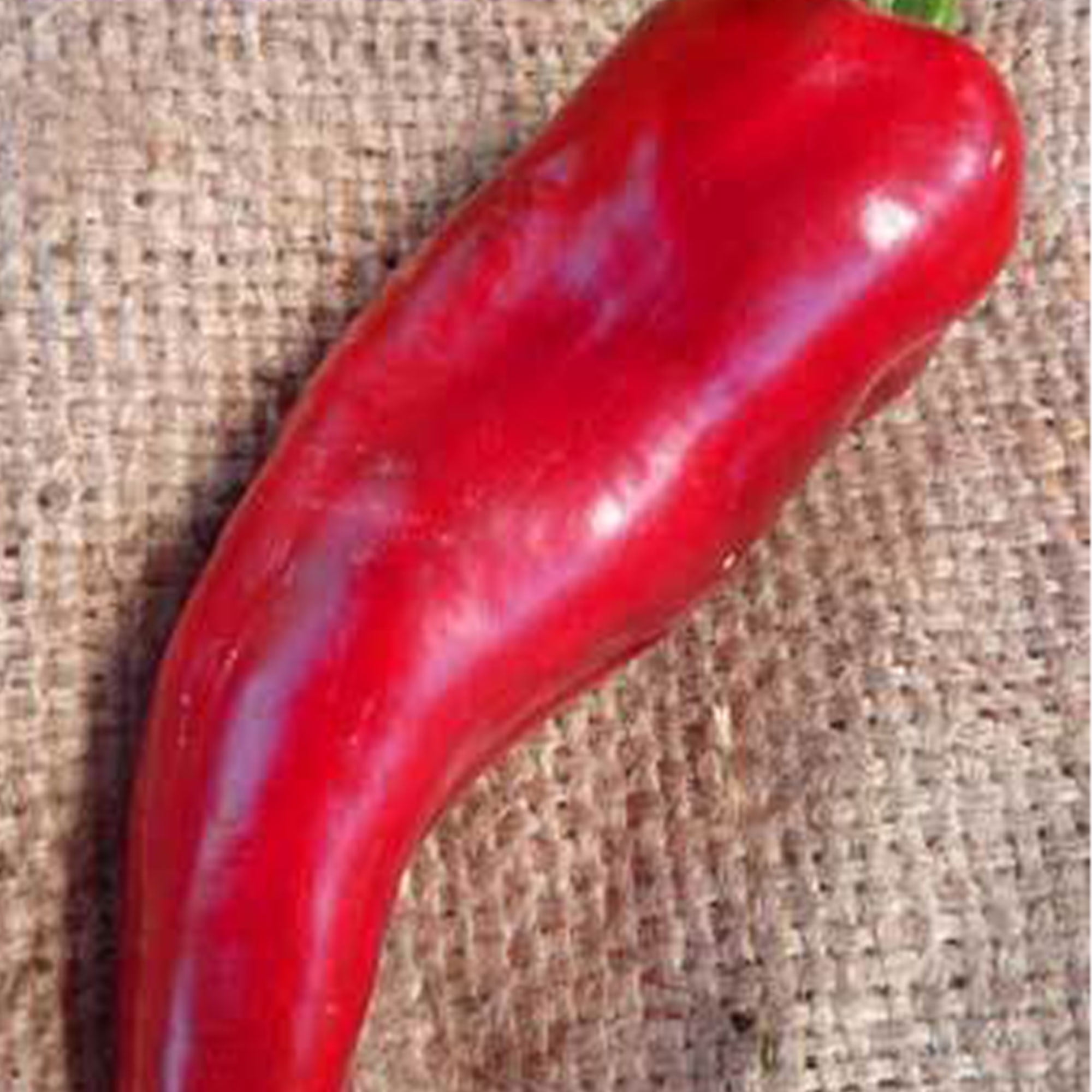 Marconi Red Sweet Pepper Seeds - 250 mg ~30 Seeds - Heirloom, Open ...