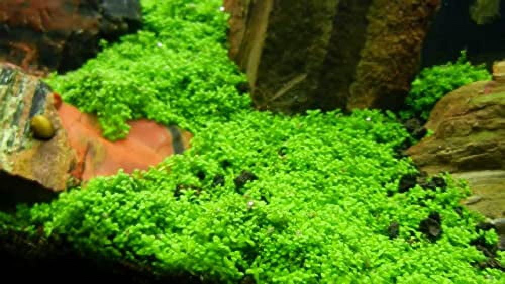 Marcus Fish Tanks - 3X Dwarf Baby Tears Hemianthus Callitrichoides Live ...