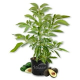 Marcus Pumpkin Avocado Tree - Grafted - Live Plant in a 3 Gallon ...