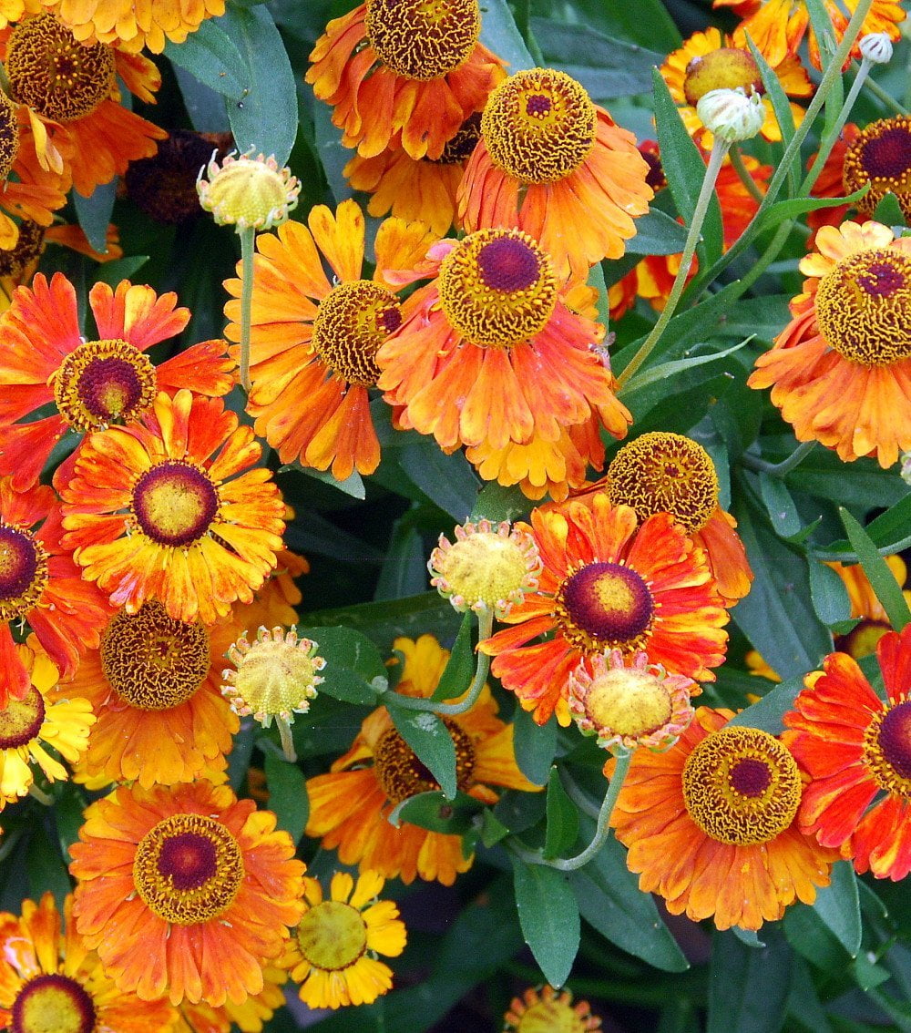 Mardi Gras Helen's Flower - Crimson Red - Helenium - Gallon Pot ...