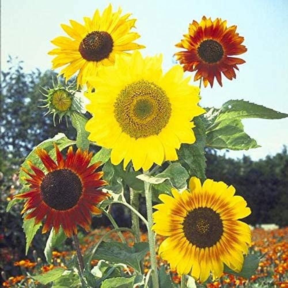 Mardi Gras Mix Sunflower Seeds | 50 Seeds | Exotic Garden Flowers ...