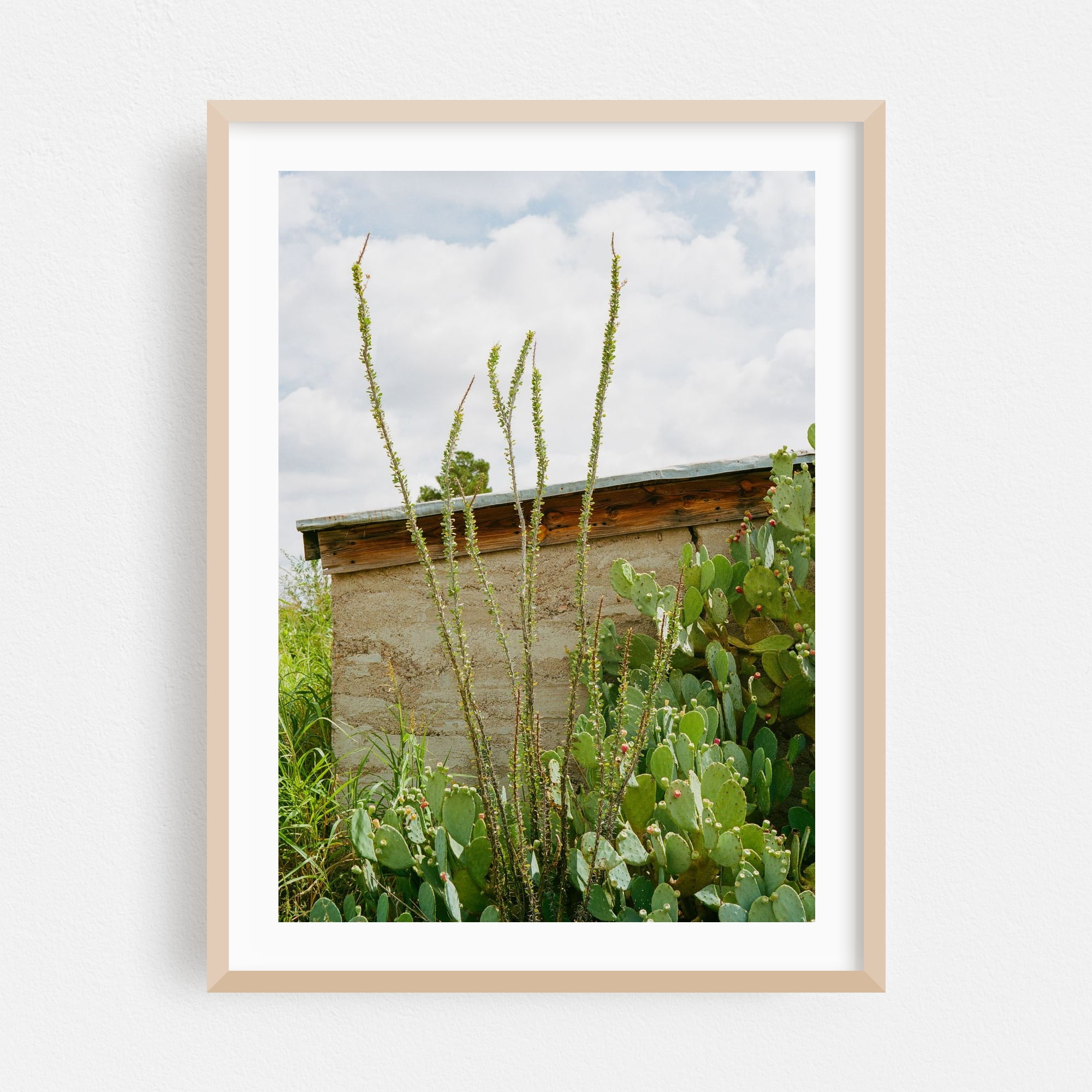 Marfa Texas IX - Marfa Texas Photography Cactus Desert Nature Botanical ...