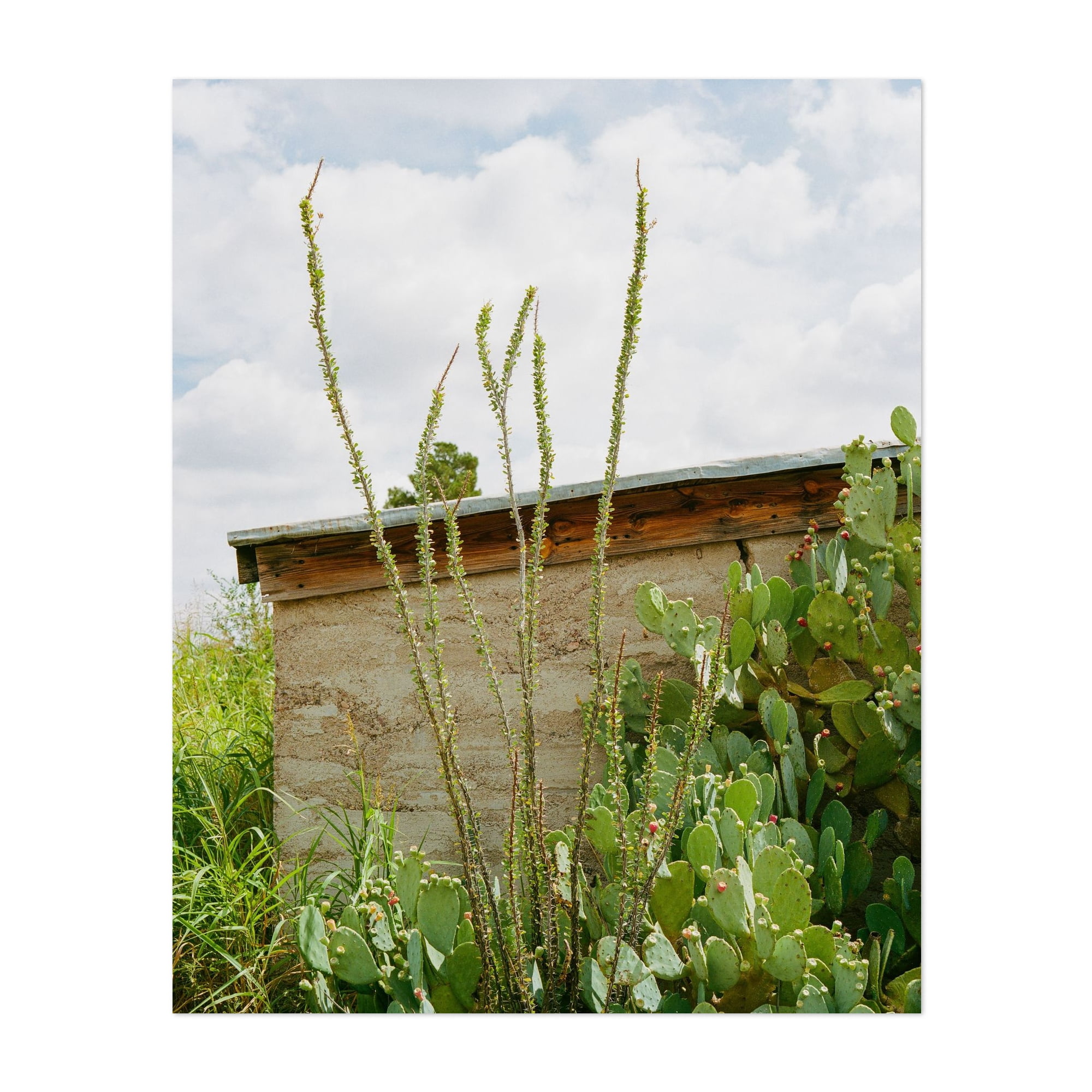 Marfa Texas IX - Marfa Texas Photography Cactus Desert Nature Botanical ...