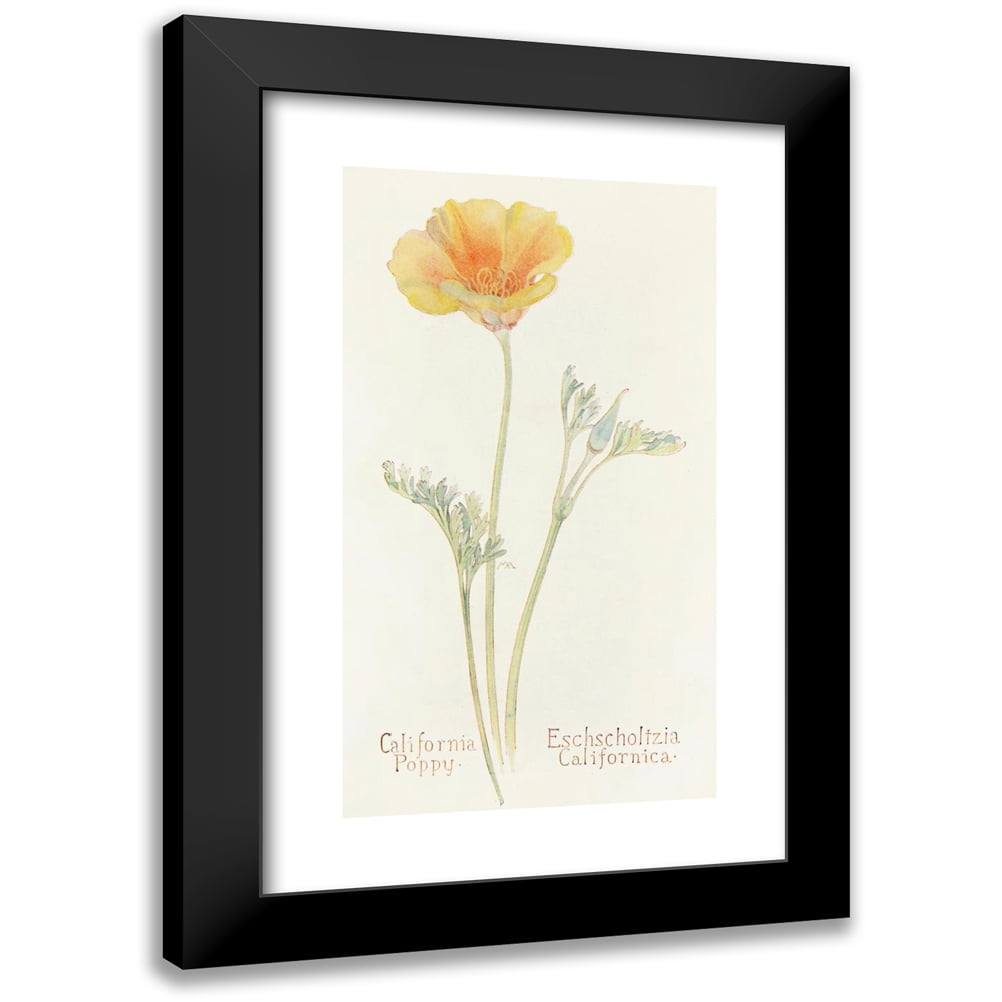 Margaret Armstrong 10x14 Black Modern Framed Museum Art Print Titled - California Poppy (1915 ...