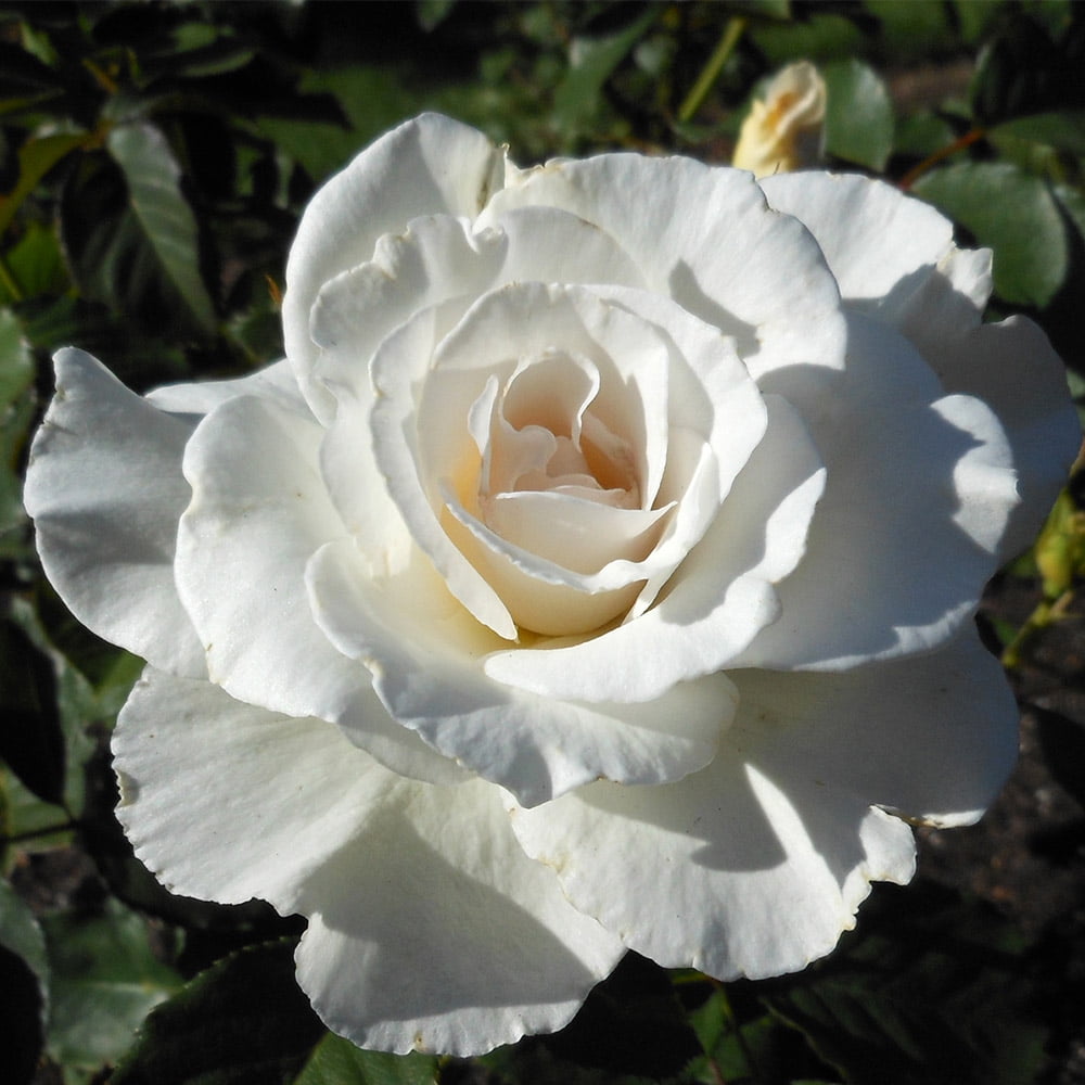 Heirloom Roses Margaret Merril English Rose Plant, Fragrant White ...