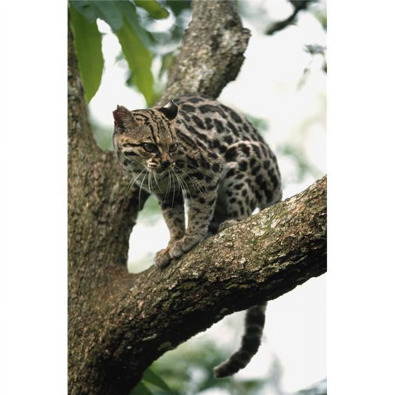 Margay Leopardus Wiedii In A Tree Poster Print 12 x 19 - Walmart.com