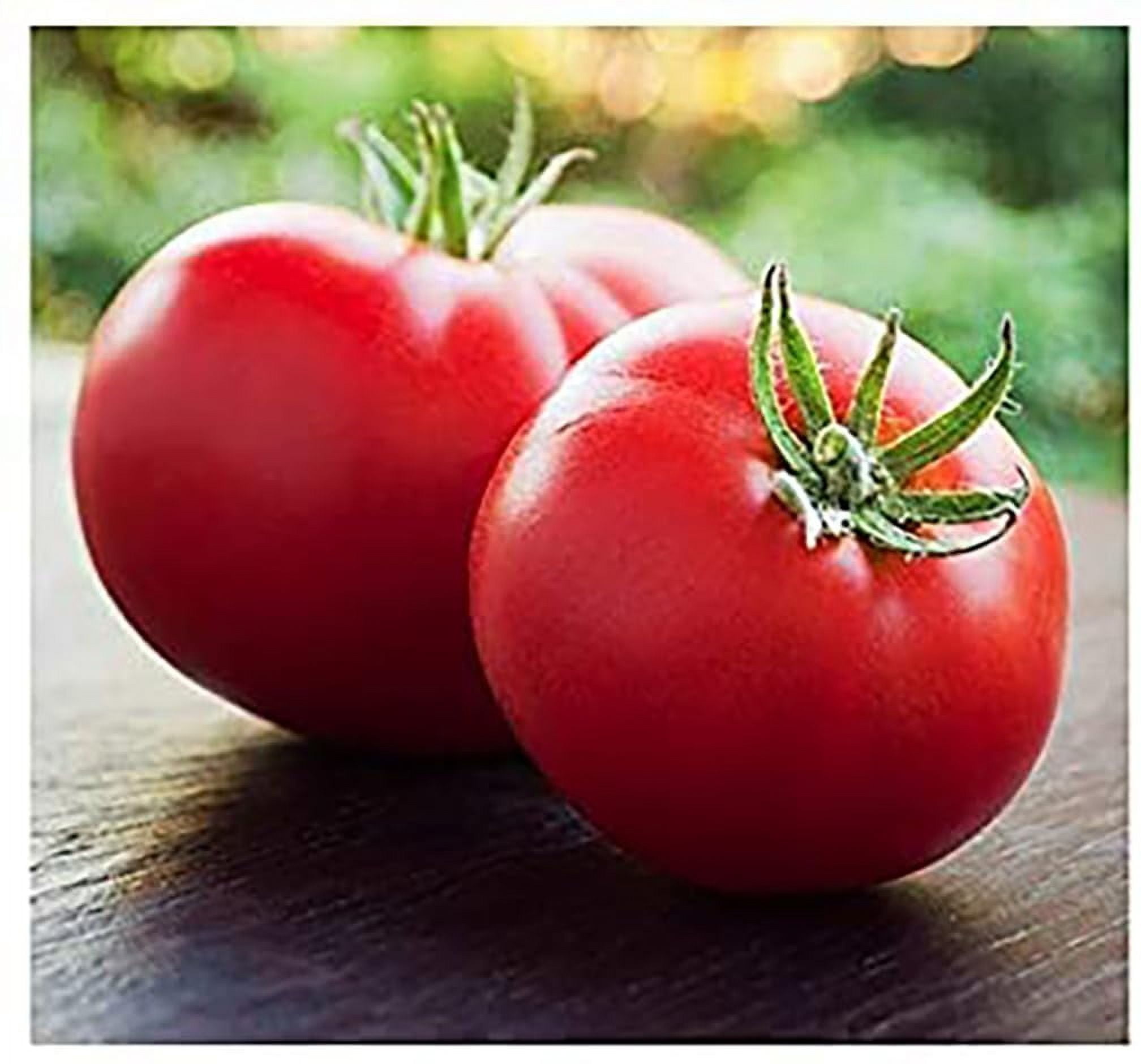 Marglobe Tomato Seeds TWE5 - Large Tomato - One of The Most Delicious Tomatoes for Home Growing ...