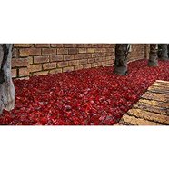 "Red Lava Rock for Outdoor Fire Pits & Fireplaces | 3/4"" Volcanic Rock ...