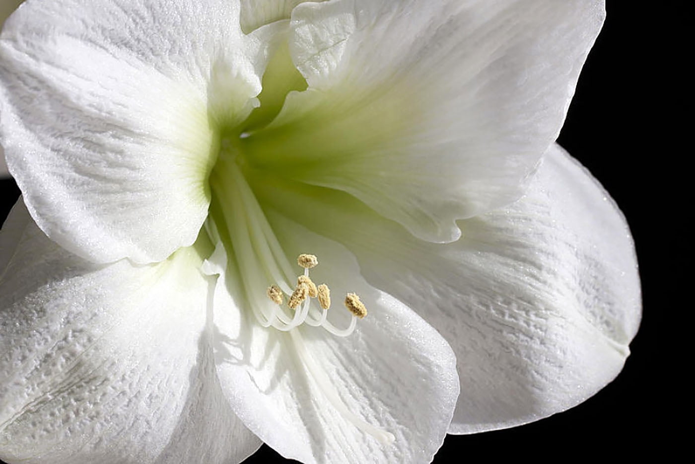 Maria Goretti Pure White Dutch Amaryllis Bulb - 30/32 cm - Walmart.com