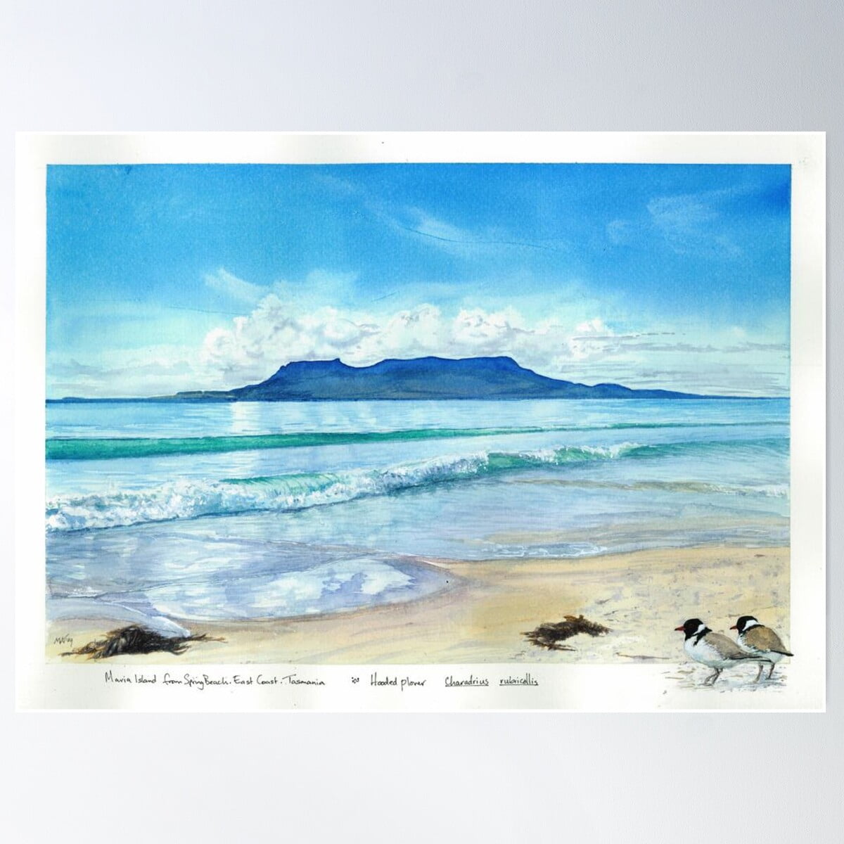 Maria Island From Spring Beach With Hooded Plovers In Foreground ...