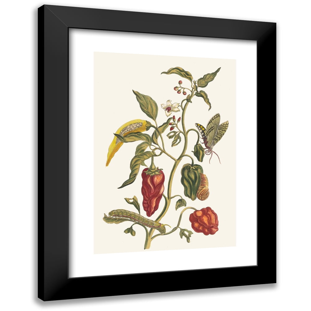 Maria Sibylla Merian 11x14 Black Modern Framed Museum Art Print Titled ...