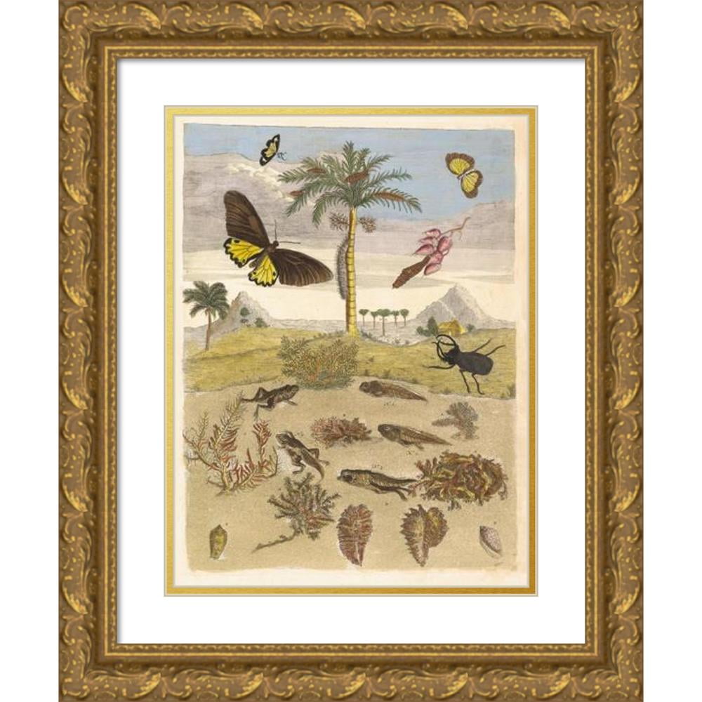 Maria Sibylla Merian 11x14 Gold Ornate Wood Frame and Double Matted ...