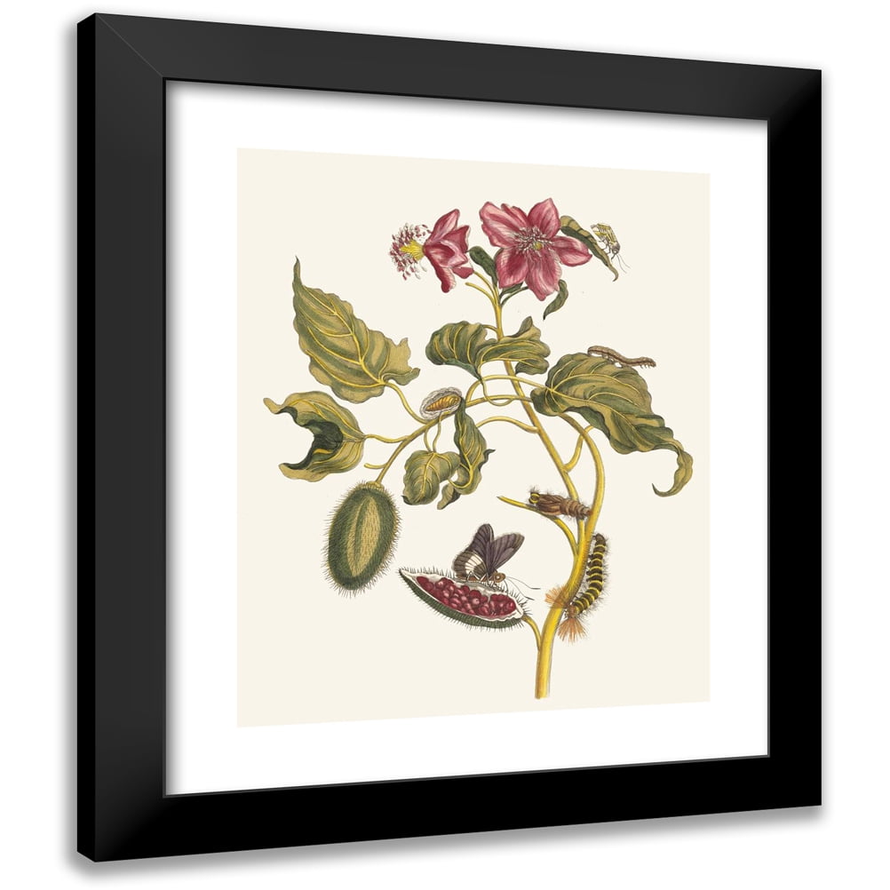Maria Sibylla Merian 12x14 Black Modern Framed Museum Art Print Titled ...