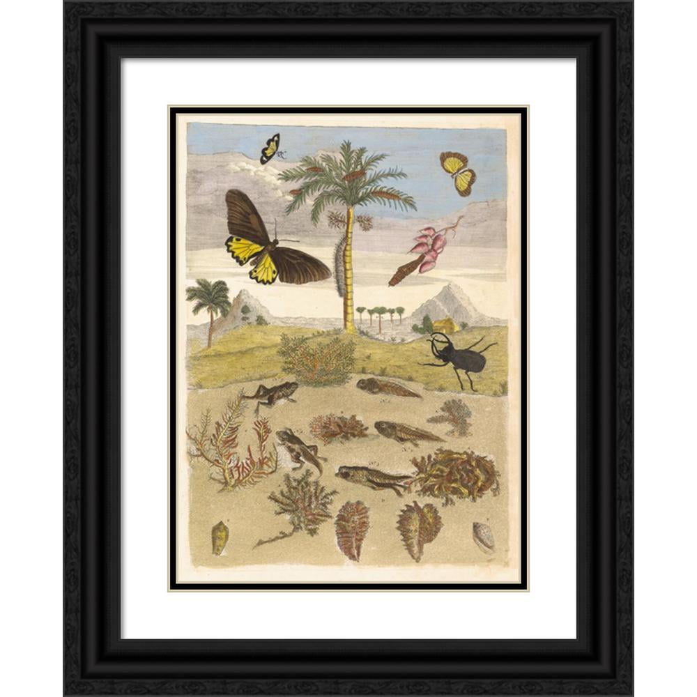 Maria Sibylla Merian 14x18 Black Ornate Wood Framed Double Matted ...