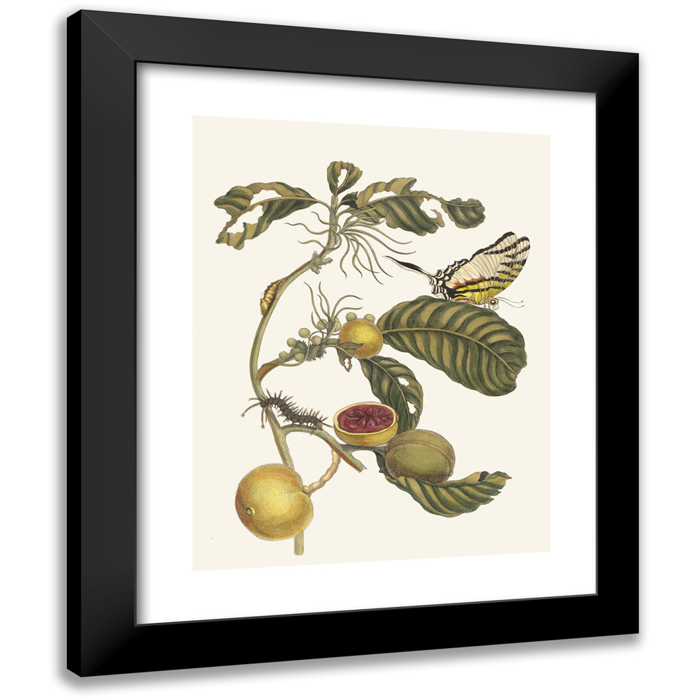 Maria Sibylla Merian 15x18 Black Modern Framed Museum Art Print Titled ...
