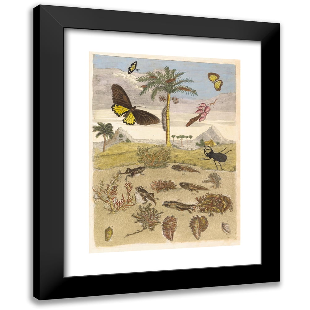 Maria Sibylla Merian 19x24 Black Modern Framed Museum Art Print Titled ...
