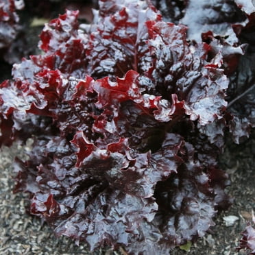 Merlot Leaf Lettuce Seeds - 1 g Packet ~850 Seeds - Non-GMO, Heirloom ...