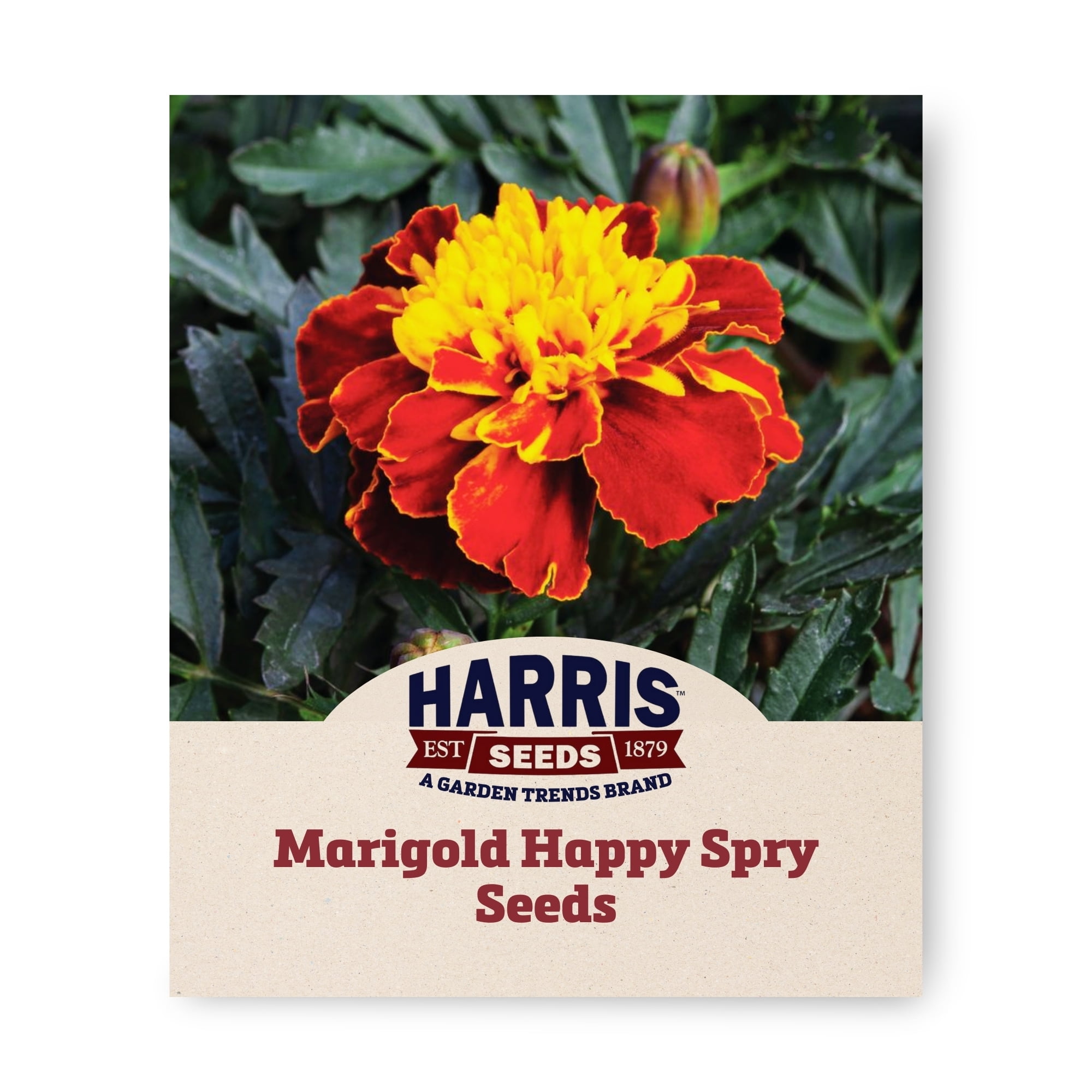 Harris Seeds - Marigold Happy Spry Variety Joyful Color Flower Seeds ...