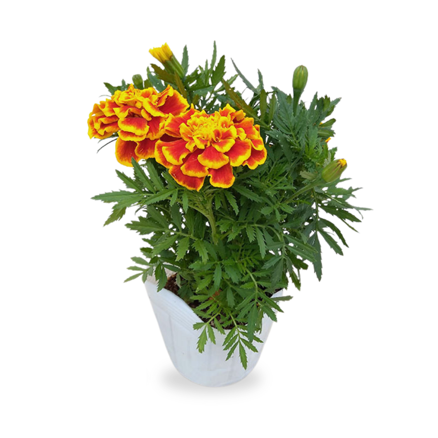 Marigold Bee Gold Live Plant, French Marigold Flowers, 3-5 Inch Tall ...