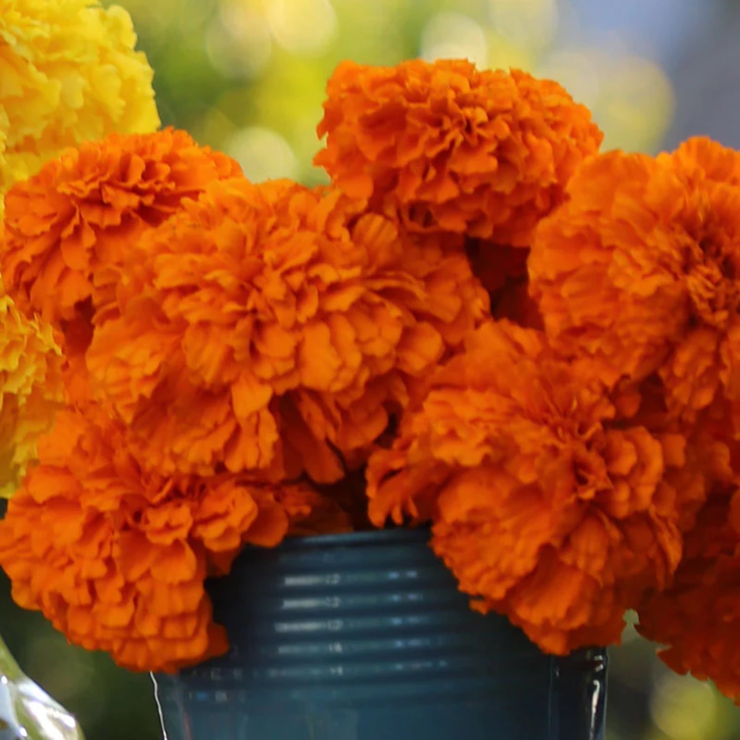 Marigold Coco Deep Orange Seed - NON-GMO - 250 Seeds - Walmart Business ...