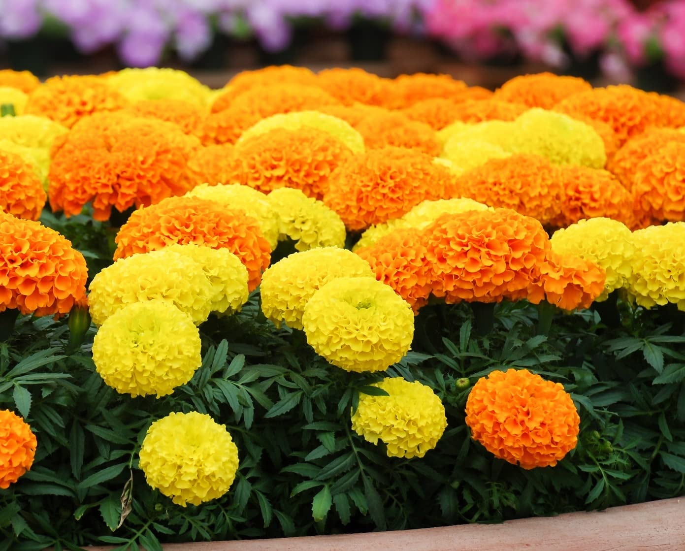 Marigold Cracker Jack Seeds for Planting - 1,000+ Seeds - Beautiful ...