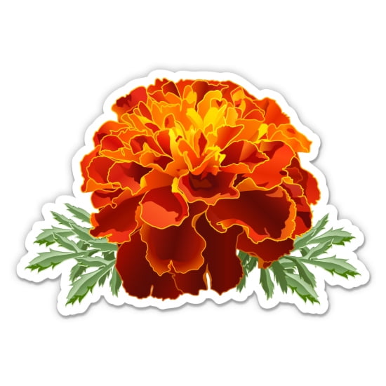 Marigold Flower - 5" Vinyl Sticker - For Car Laptop I-Pad - Waterproof ...