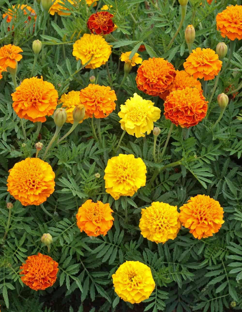 Marigold French Petite Mix Nice Garden Flower by Seed Kingdom (1 Oz ...