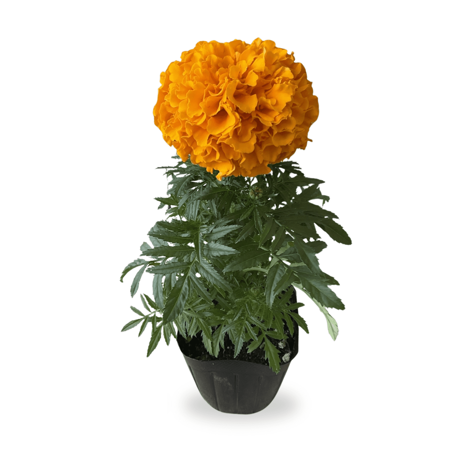 Marigold Live Plant, African Orange Marigold 8-12 Inch Tall, Large ...