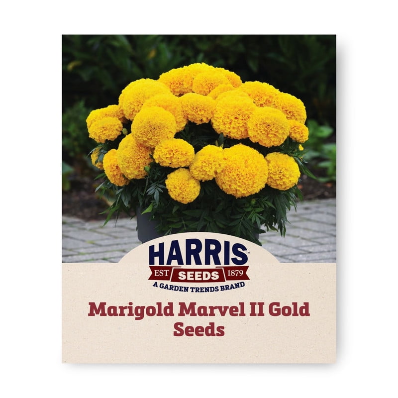 Harris Seeds - Marigold Marvel II Gold F1 Seeds - Large Double Heads ...