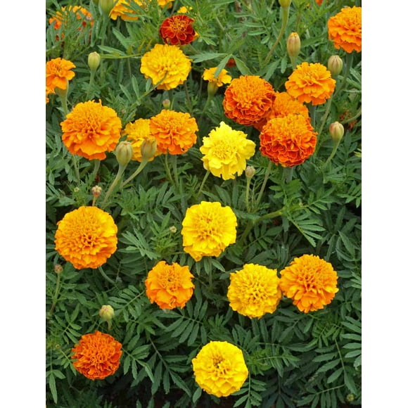 Marigold Flower Seeds in Seed Gardening - Walmart.com