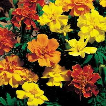 Marigold Antigua Mix F1 Seed - Walmart.com
