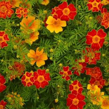 Pinto Premium F1 Series Geranium Flower Garden Seeds - Deep Rose - 100 ...