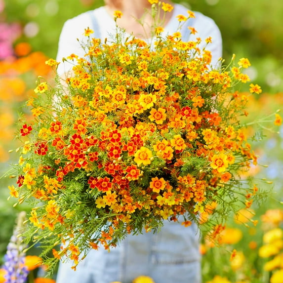 Eden Brothers Marigold Seeds - Starfire Mix - Walmart.com